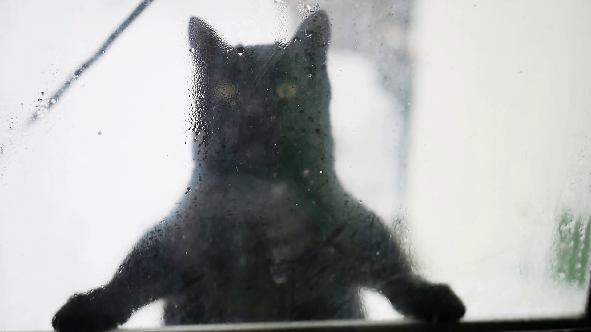 Climbing Cat At Window Stock Footage SBV-320710865 - Storyblocks