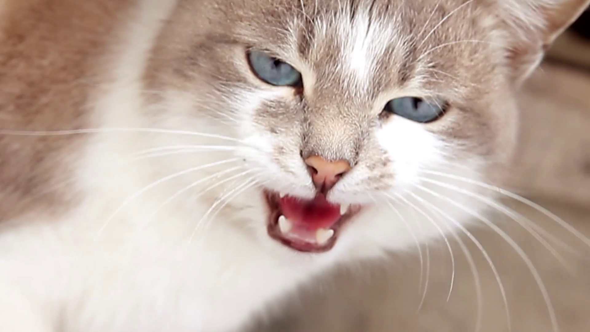 Close-up Portrait Of Adorable American Short Stock Footage SBV ...
