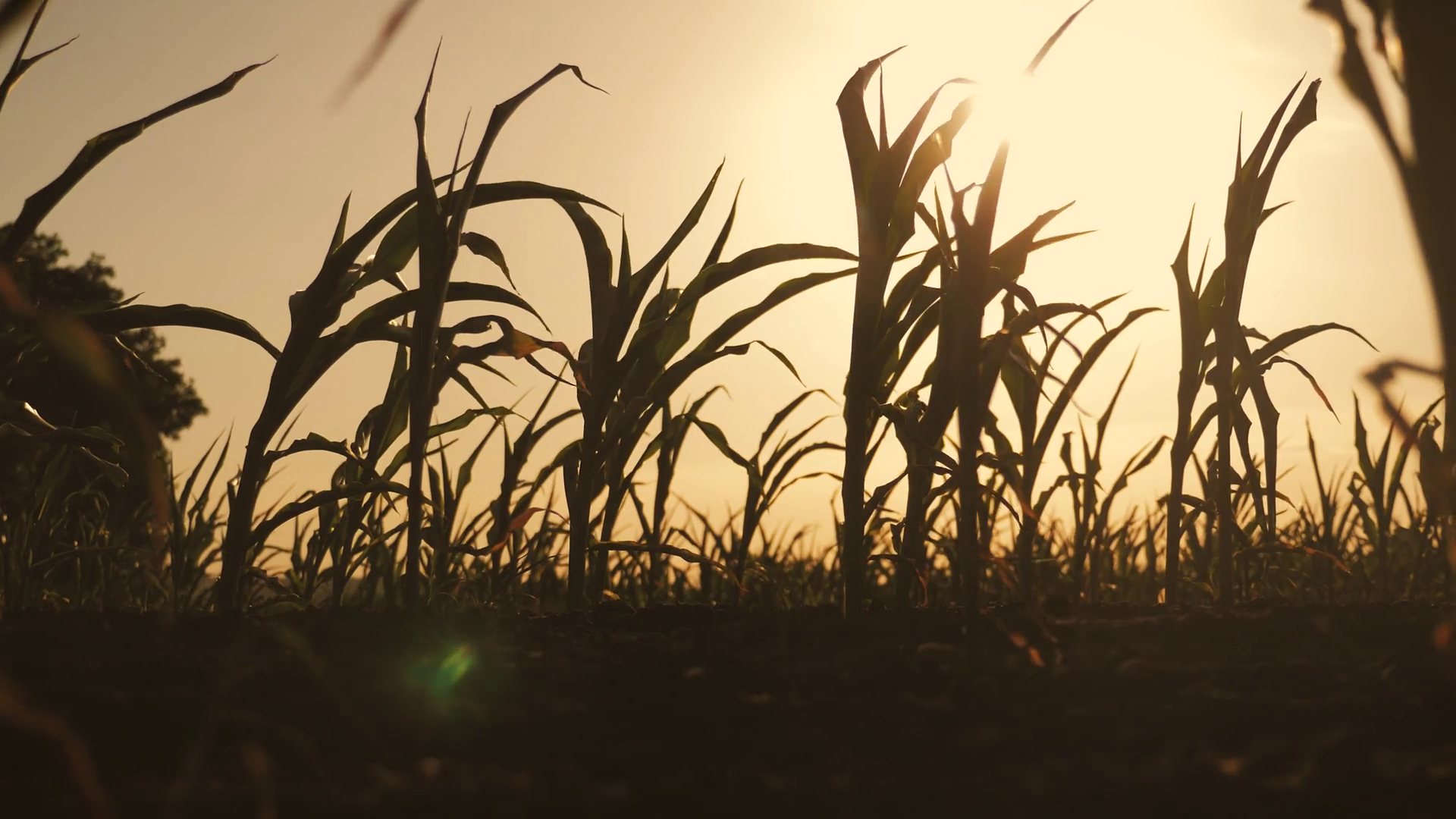 Corn Field Sun Sunset Stock Footage SBV-338590455 - Storyblocks