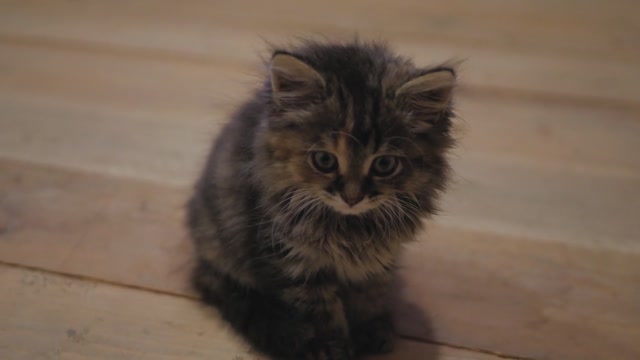 Sad Kitten Stock Footage: Royalty-Free Video Clips - Storyblocks