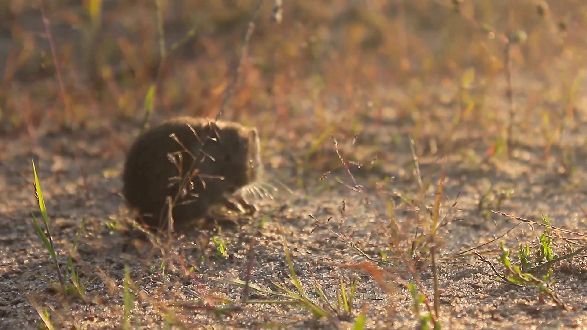 Eastern House Mouse - Mus Musculus On Ground Stock Footage SBV ...