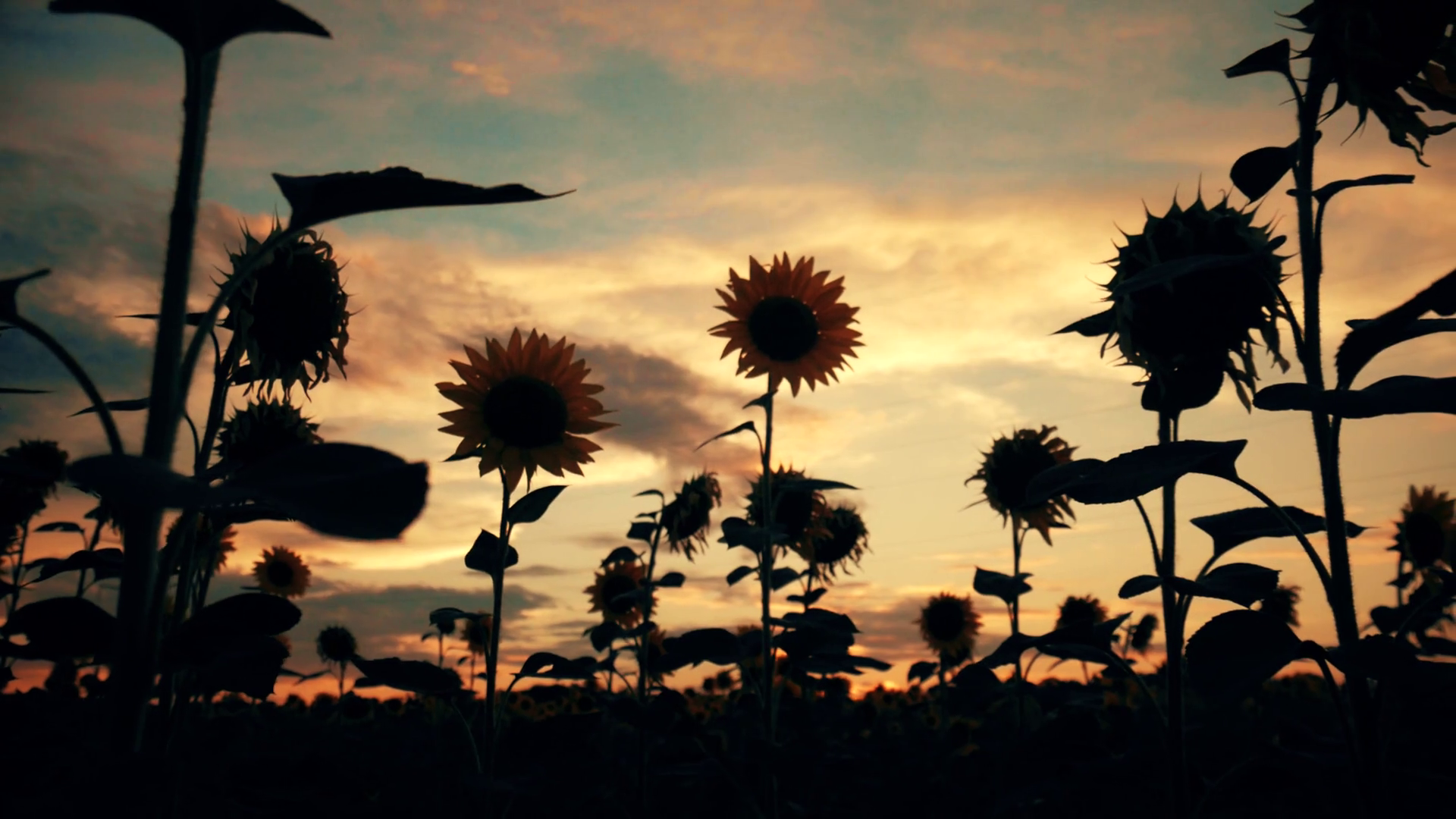 Sunflowers In Field Swaying In Wind Close-up Stock Footage SBV ...