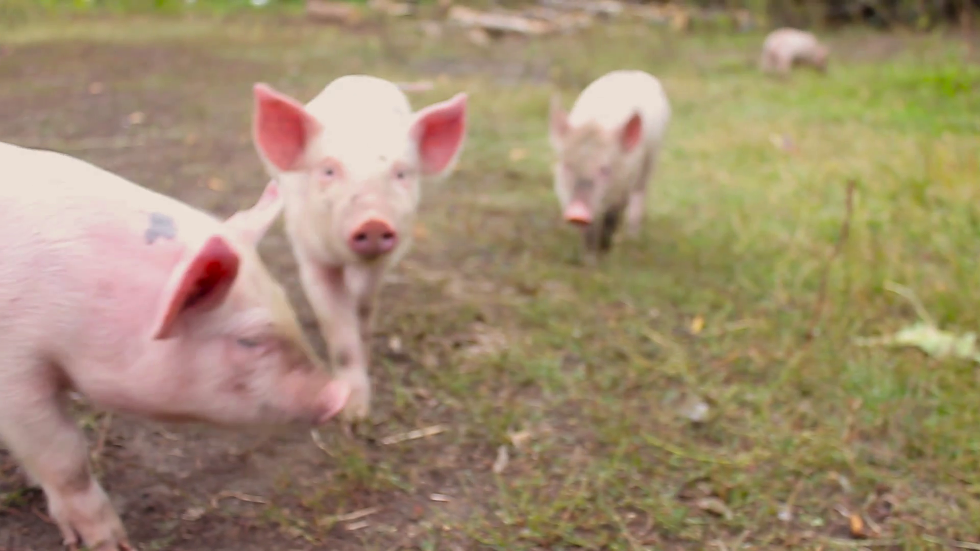 Adorable Piglets At Animal Farm Piglet Stock Footage SBV-318486814 ...