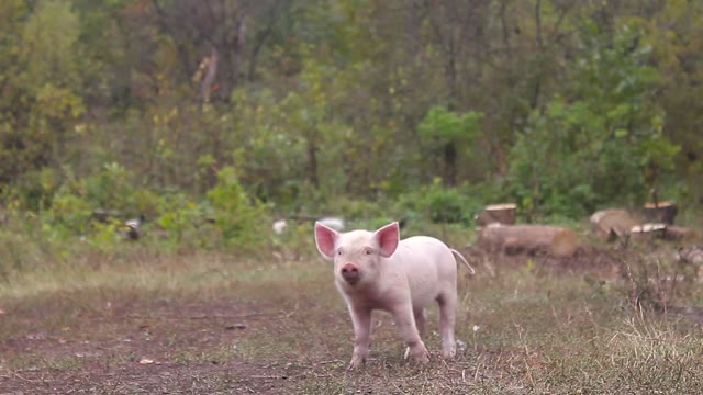 Miniature Pig Stock Footage: Royalty-Free Video Clips - Storyblocks