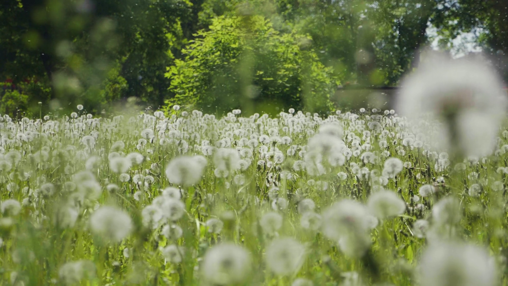 Green Meadow Of White Dandelions Spring Stock Footage SBV-338103149 ...
