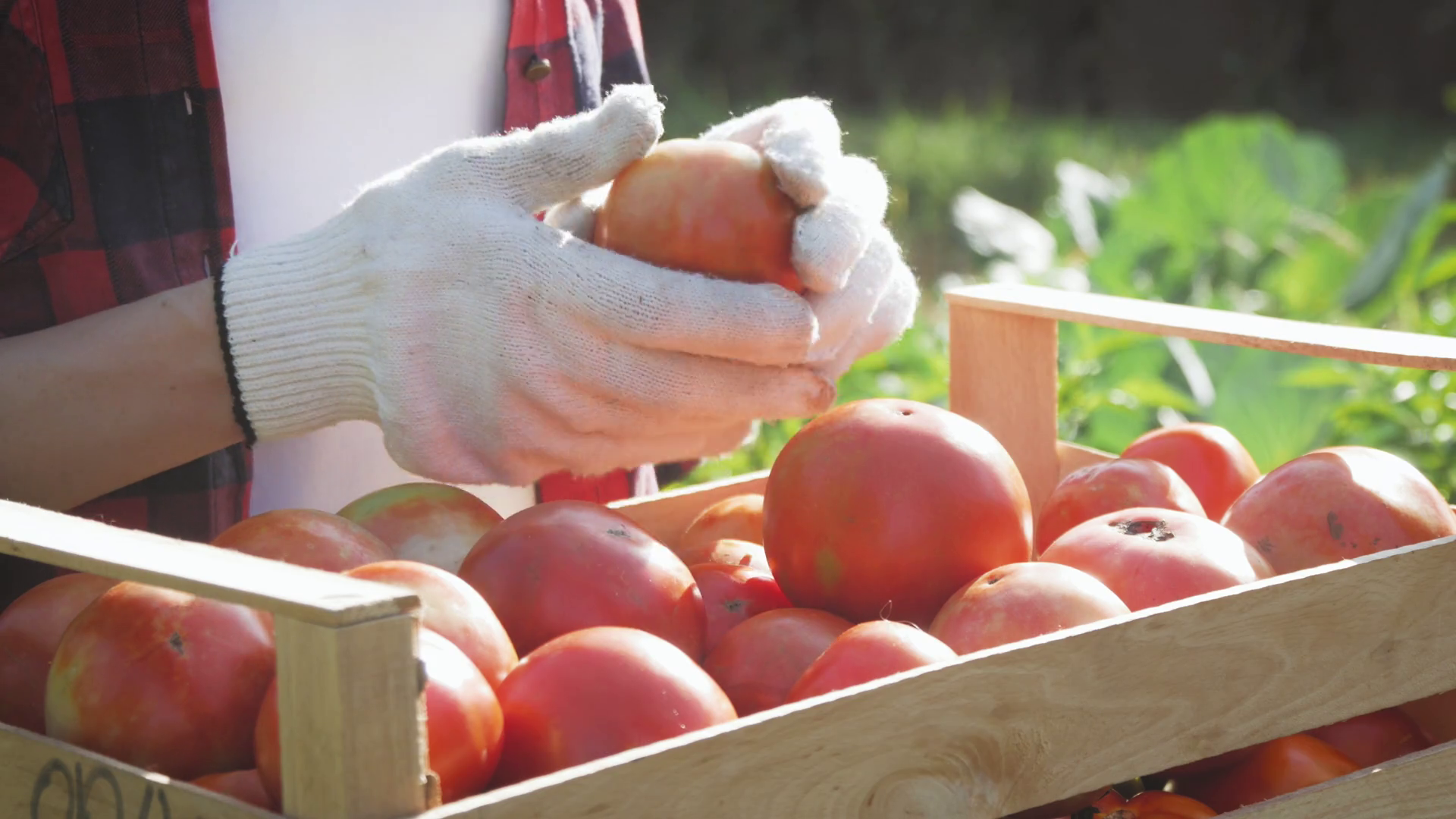 Little Girl Harvesting Fresh Tomatoes In Stock Footage SBV-337878251 ...