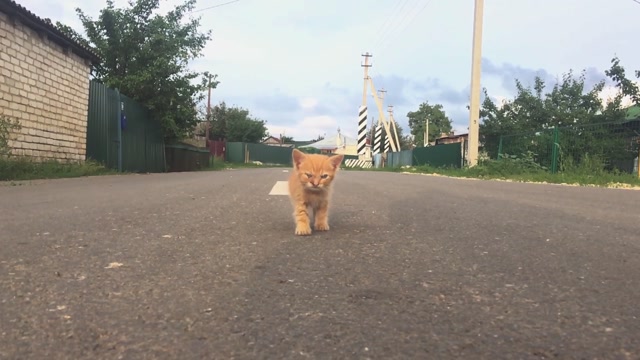 Cat Road Stock Footage: Royalty-Free Video Clips - Storyblocks