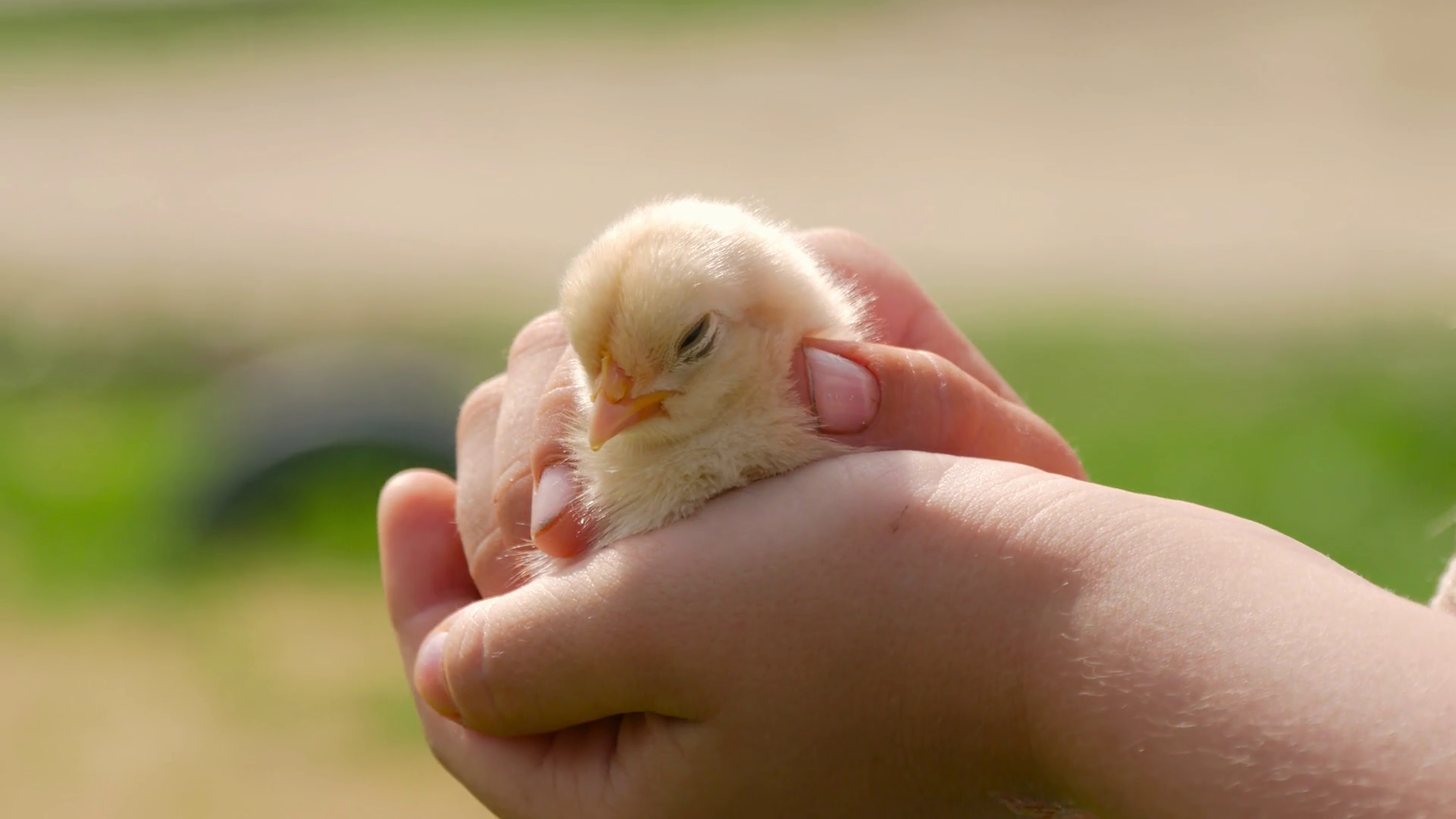 Newborn Chicken In Children Hands Baby Chick Stock Footage SBV ...