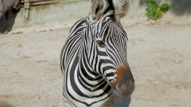 Zebra Longwing Stock Footage: Royalty-Free Video Clips - Storyblocks