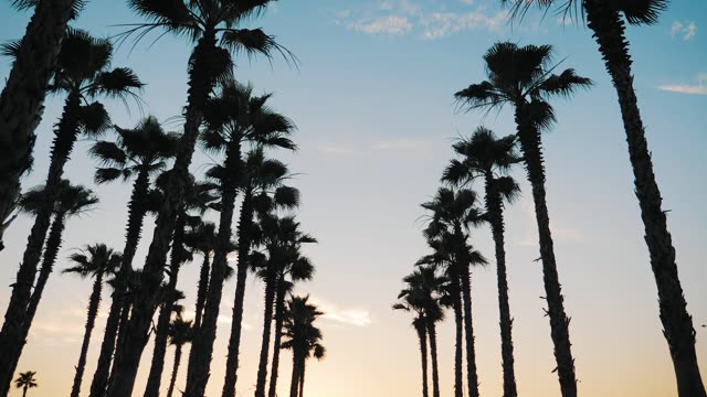 Breezy Palm Trees Stock Footage: Royalty-Free Video Clips - Storyblocks
