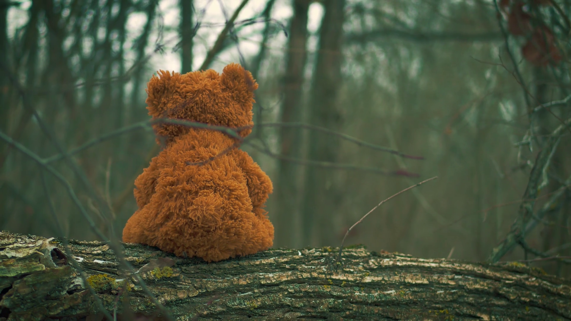 Teddy Bear In Forest Loneliness Stock Footage SBV-320418002 - Storyblocks