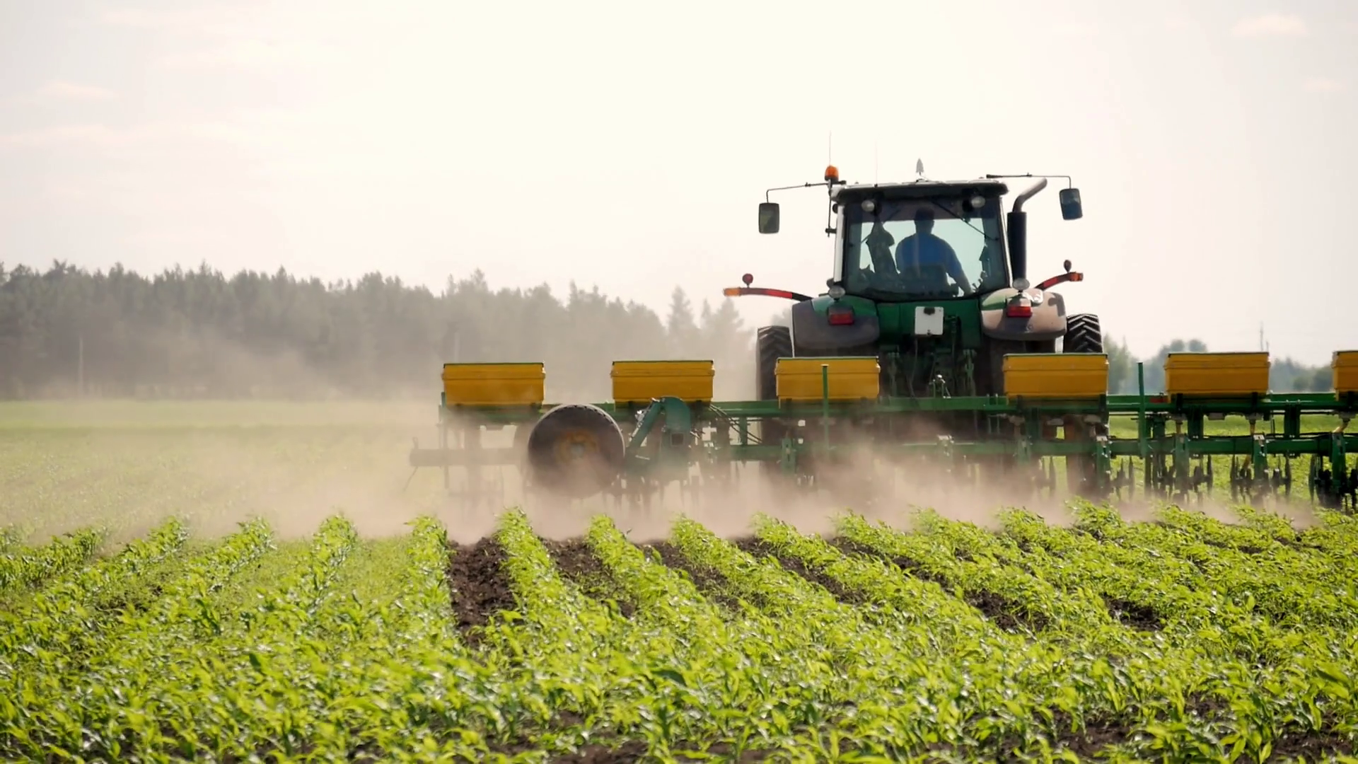 Tractor Is Protecting Wheat With Herbicide Stock Footage SBV-323907560 ...