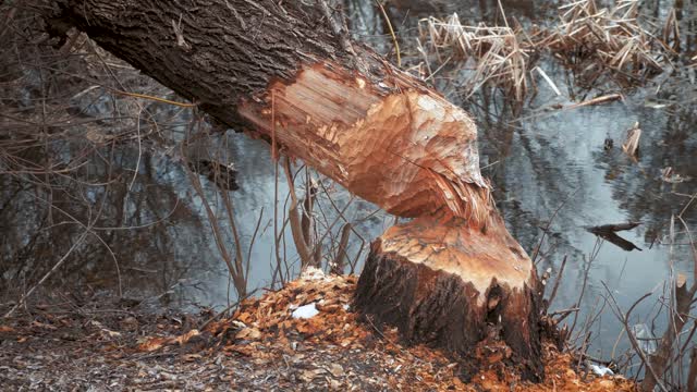 Human Damage Stock Footage: Royalty-Free Video Clips - Storyblocks