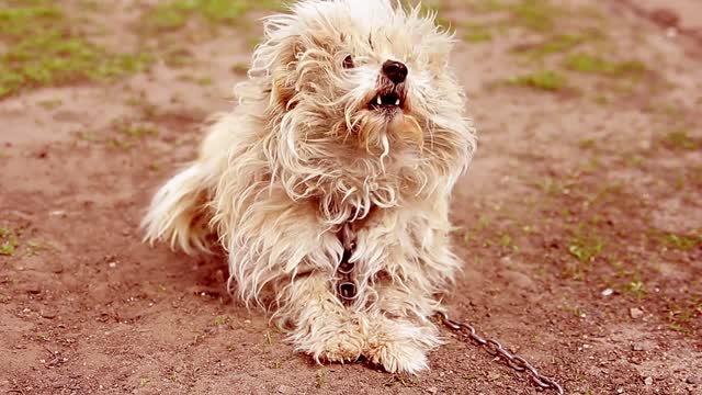 Mud Bun Stock Footage: Royalty-Free Video Clips - Storyblocks