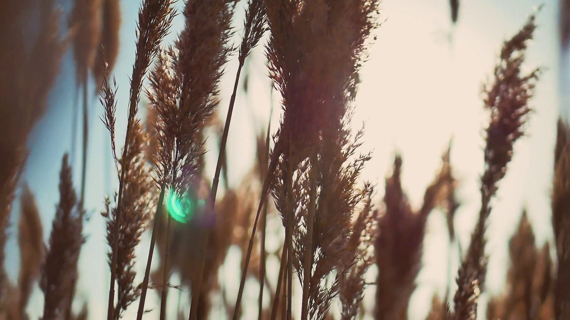 Waving stems of reed in spring/summer against deep blue sky background ...