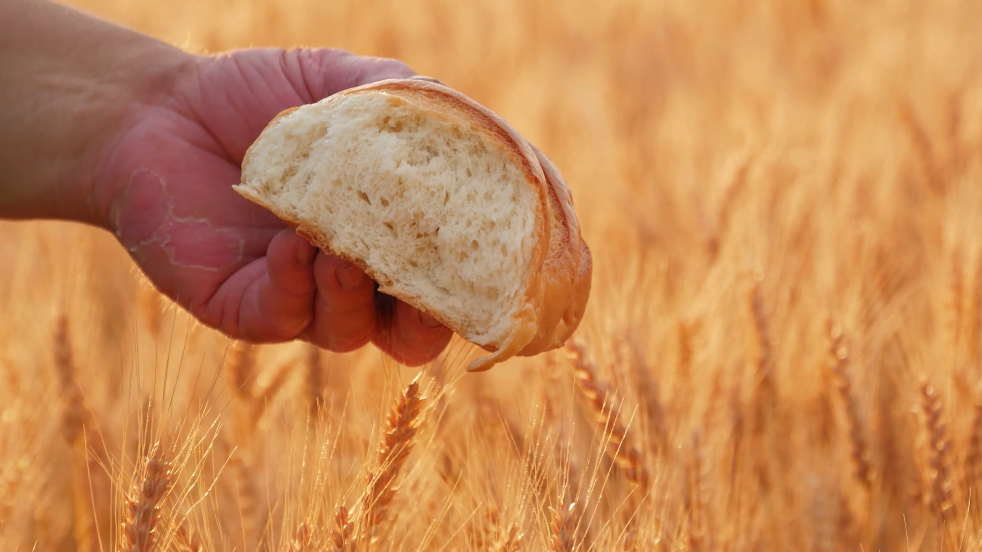 Wheat Field Farmer Hands Hold Ready Bread Stock Footage SBV-324967547 ...