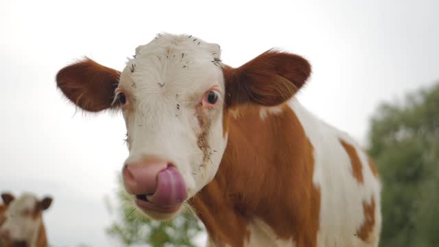 Cow Stock Footage: Royalty-Free Video Clips - Storyblocks