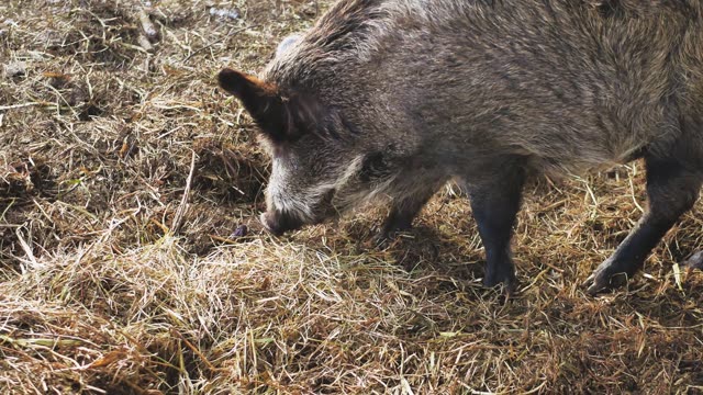 Fast Meal Stock Footage: Royalty-Free Video Clips - Storyblocks