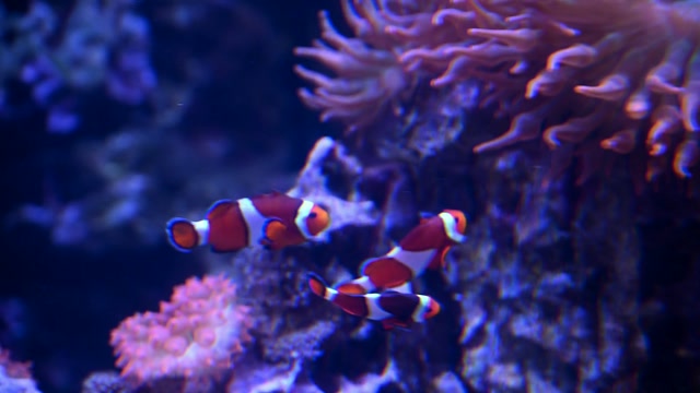 4k Animal Video Stock Footage: Royalty-Free Video Clips - Storyblocks