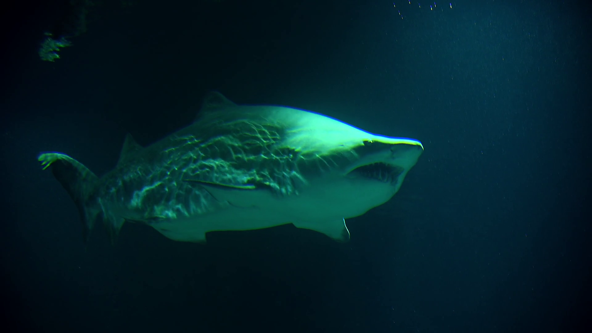 Majestic White Shark Swimming In Ocean Stock Footage SBV-351969674 ...