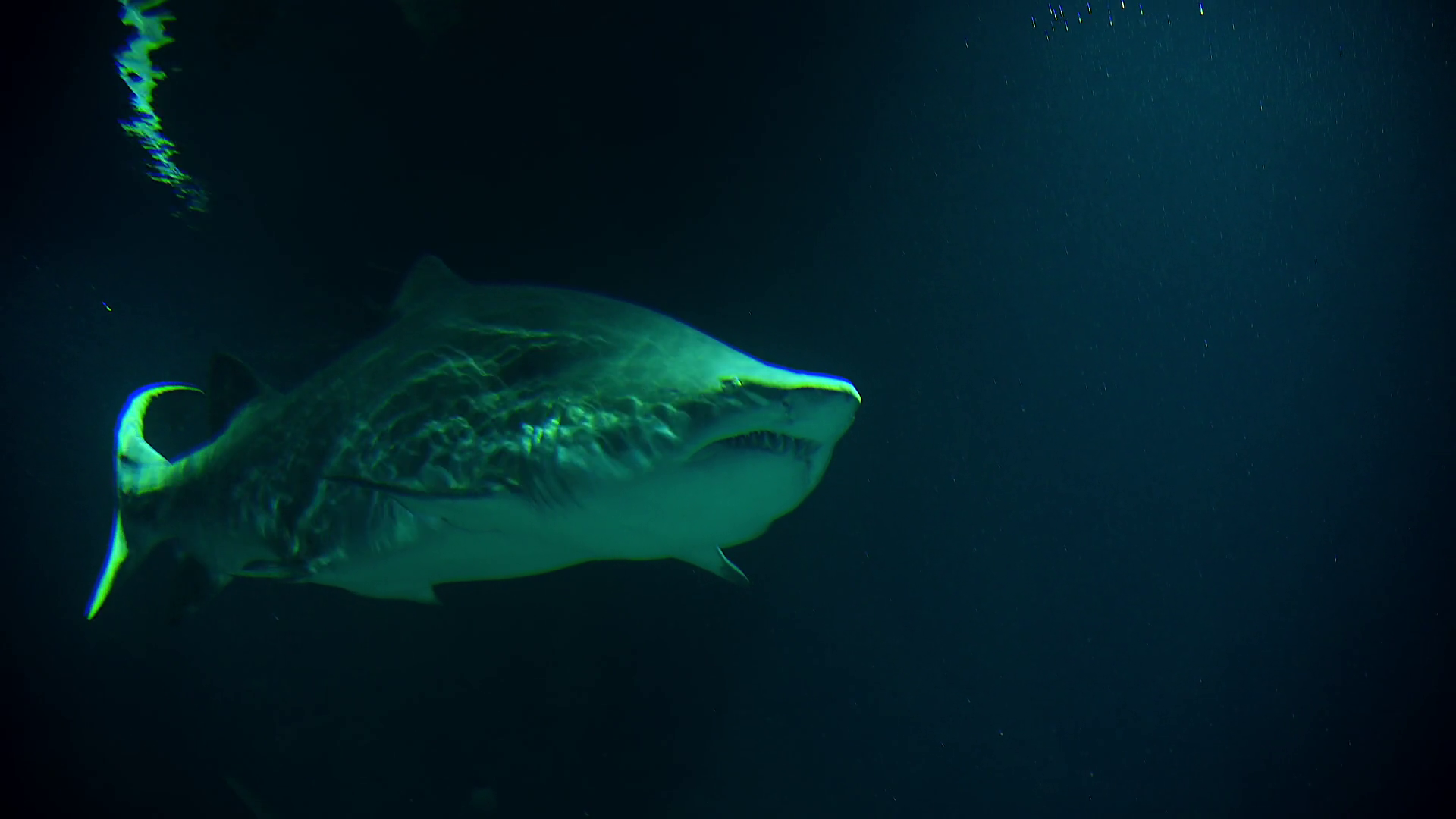 Gigantic White Shark Swimming In Ocean Stock Footage SBV-351969904 ...