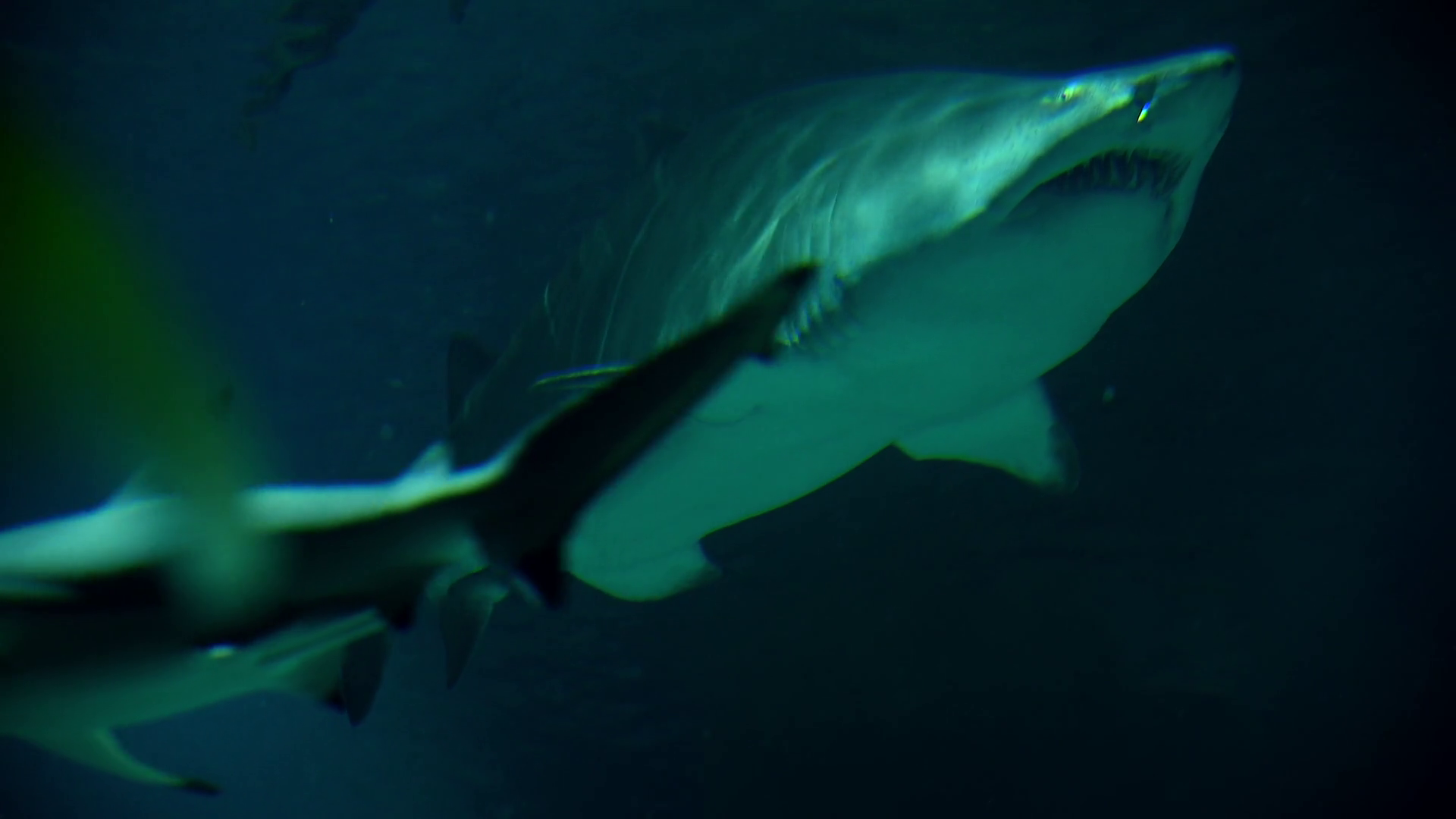 Giant Shark Swimming In Ocean Stock Footage SBV-351970273 - Storyblocks