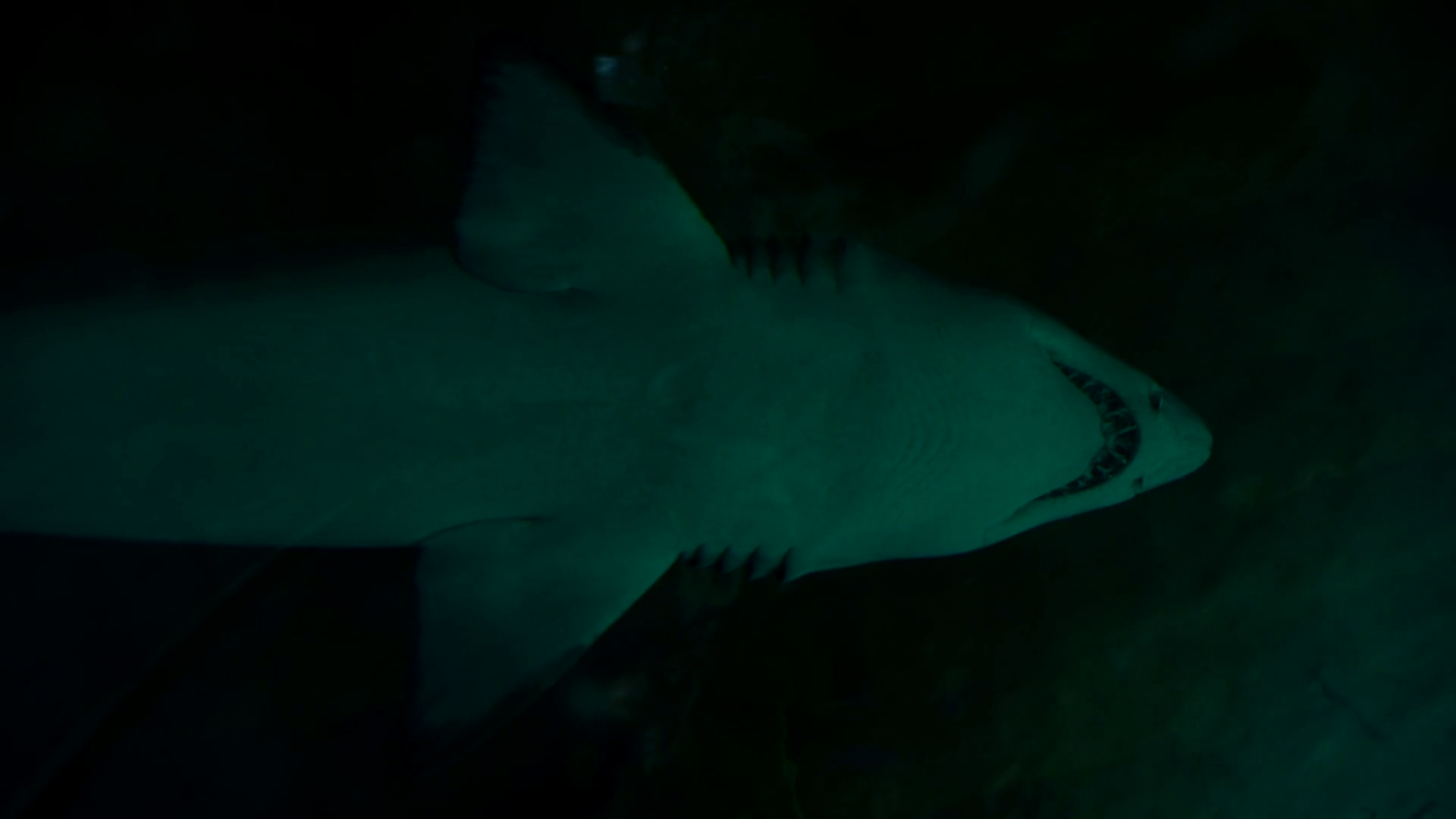 Shark Swimming In Water At Night Stock Footage SBV-351969459 - Storyblocks