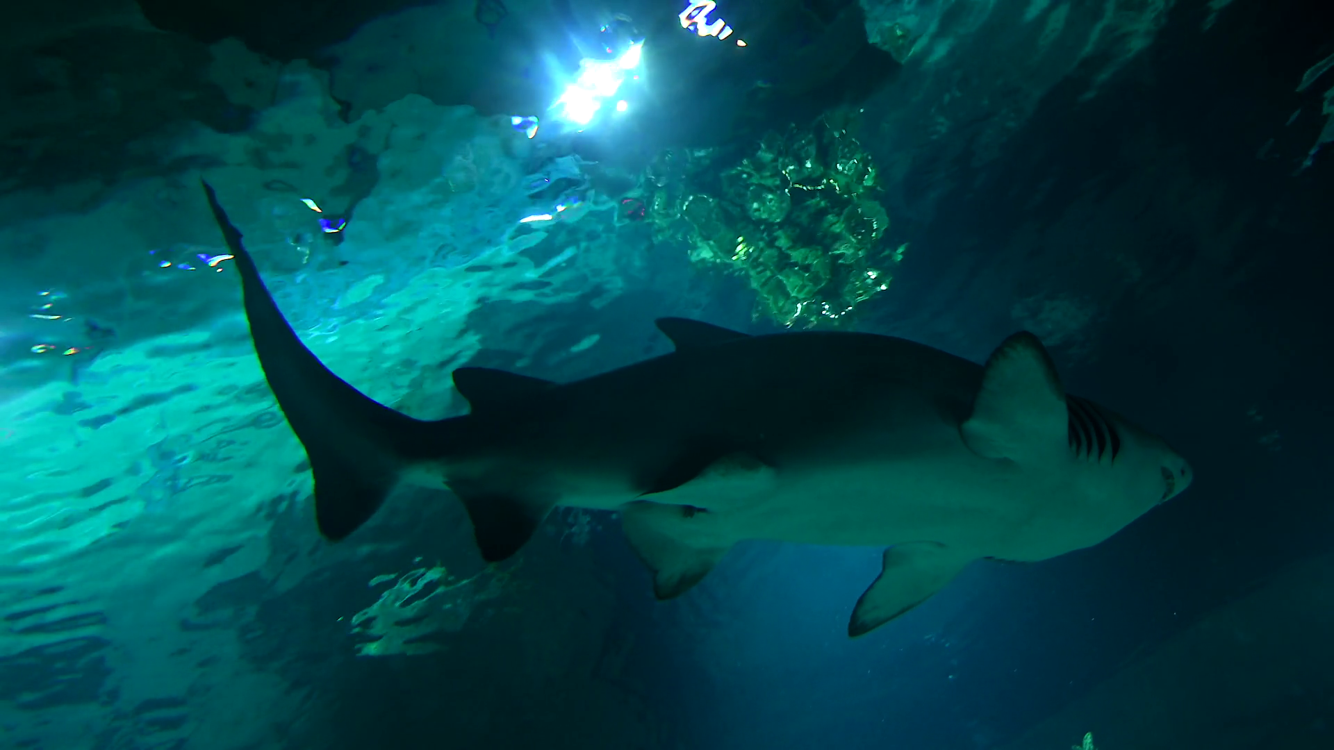 Gigantic White Shark Swimming In Ocean Stock Footage SBV-351848123 ...