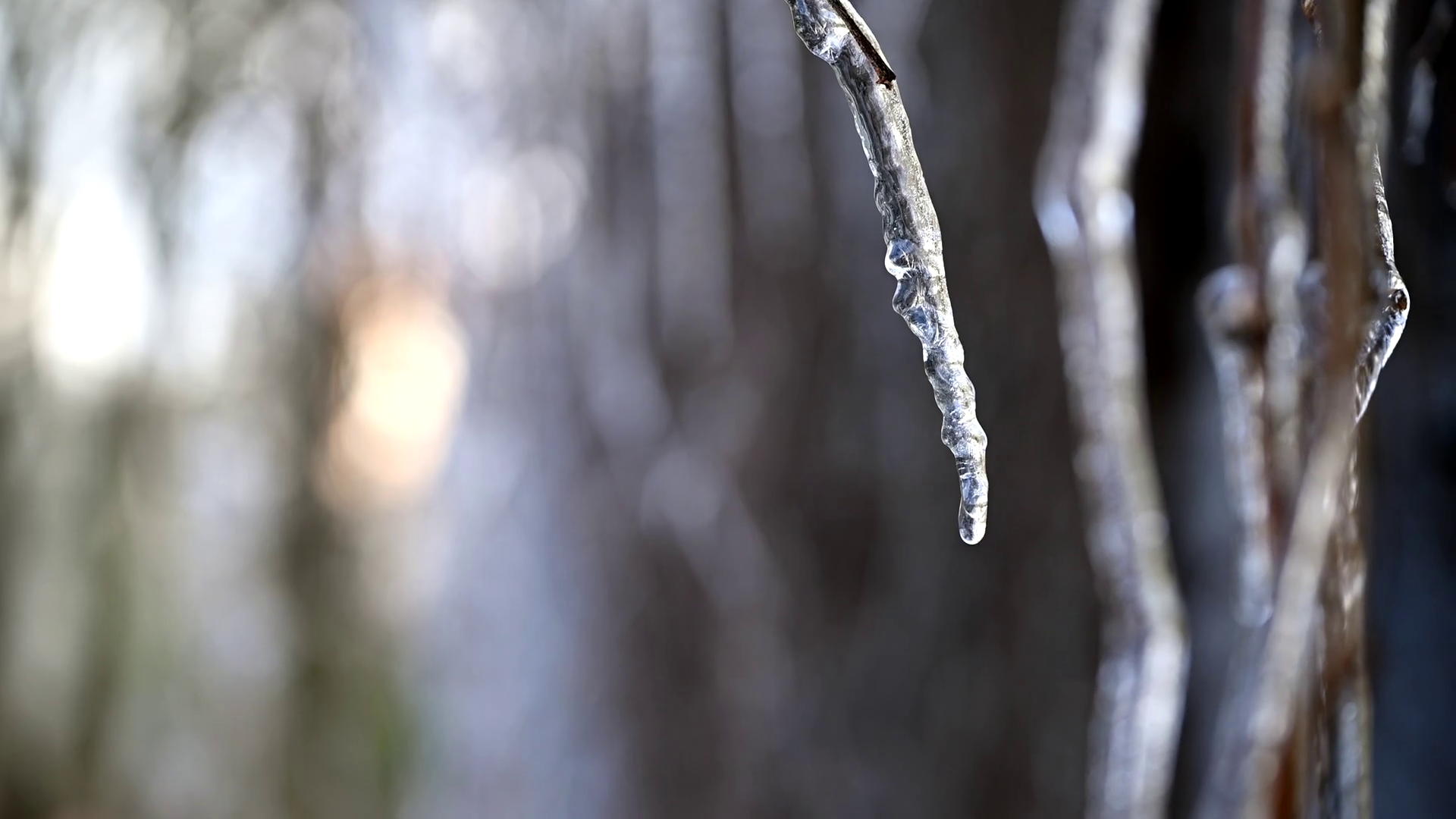 Snow Melting On Buds On Branches Of Winter Stock Footage SBV-351872729 ...