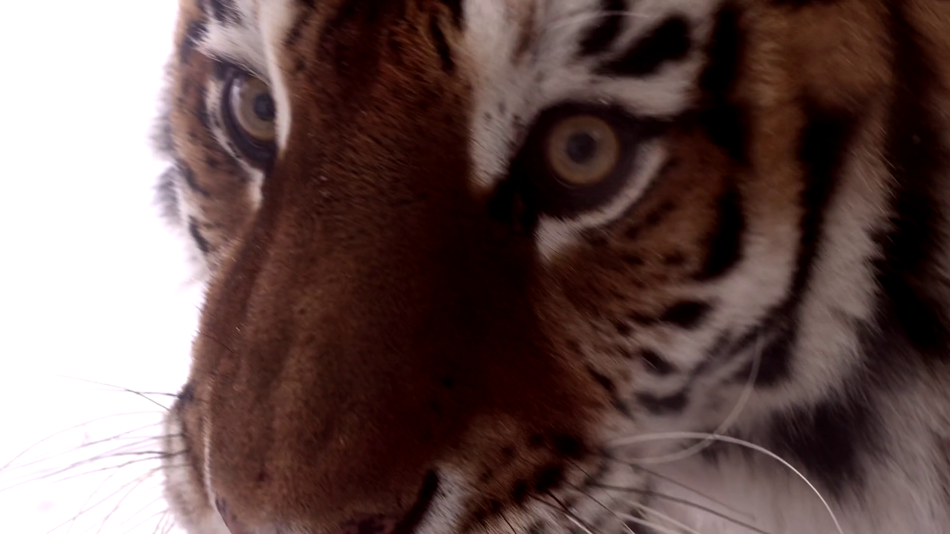 Close-up Of Tigers Face With White Background Stock Footage SBV ...