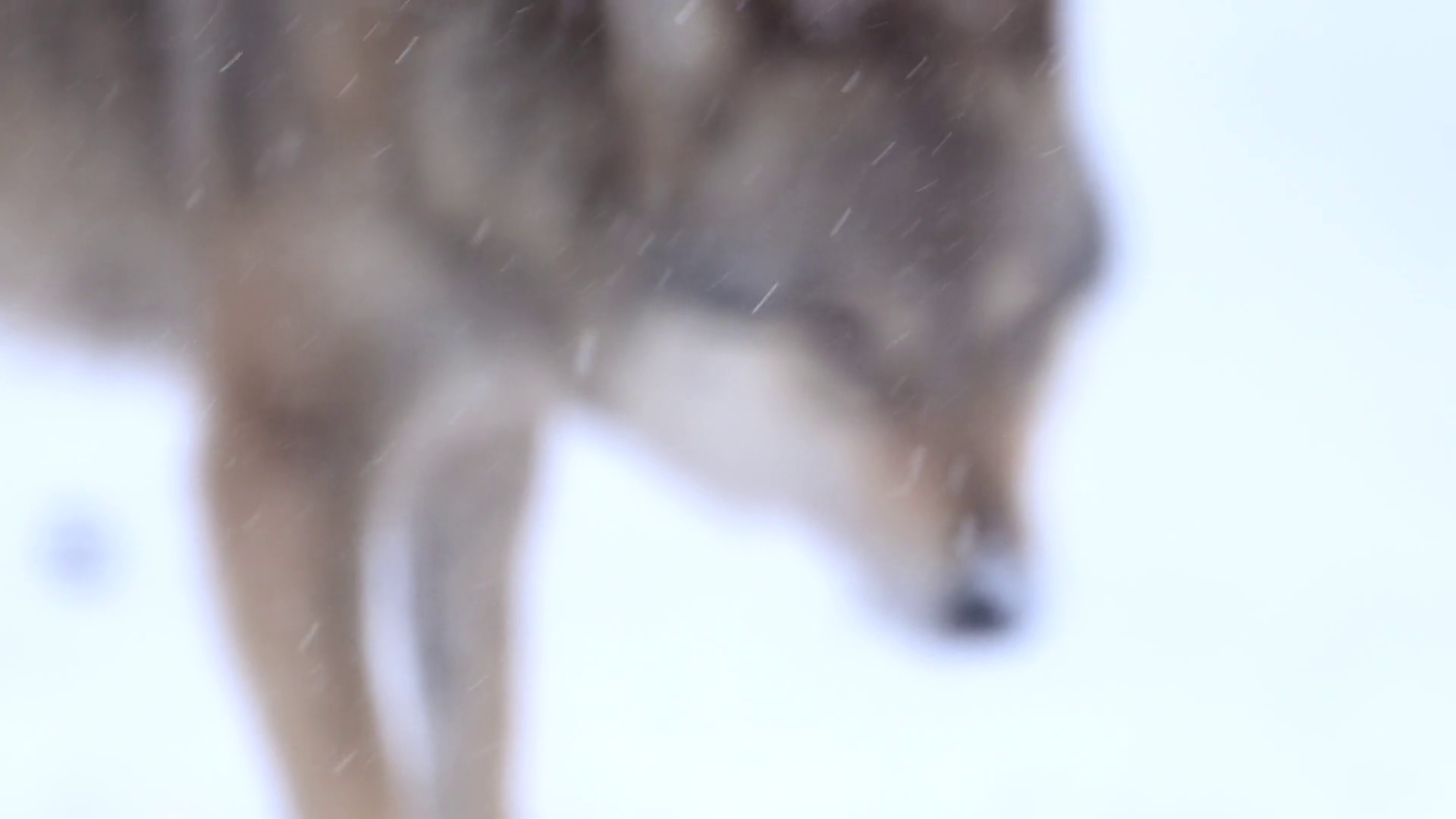 Majestic Wolf Standing In Snow Observing Stock Footage SBV-351995642 ...