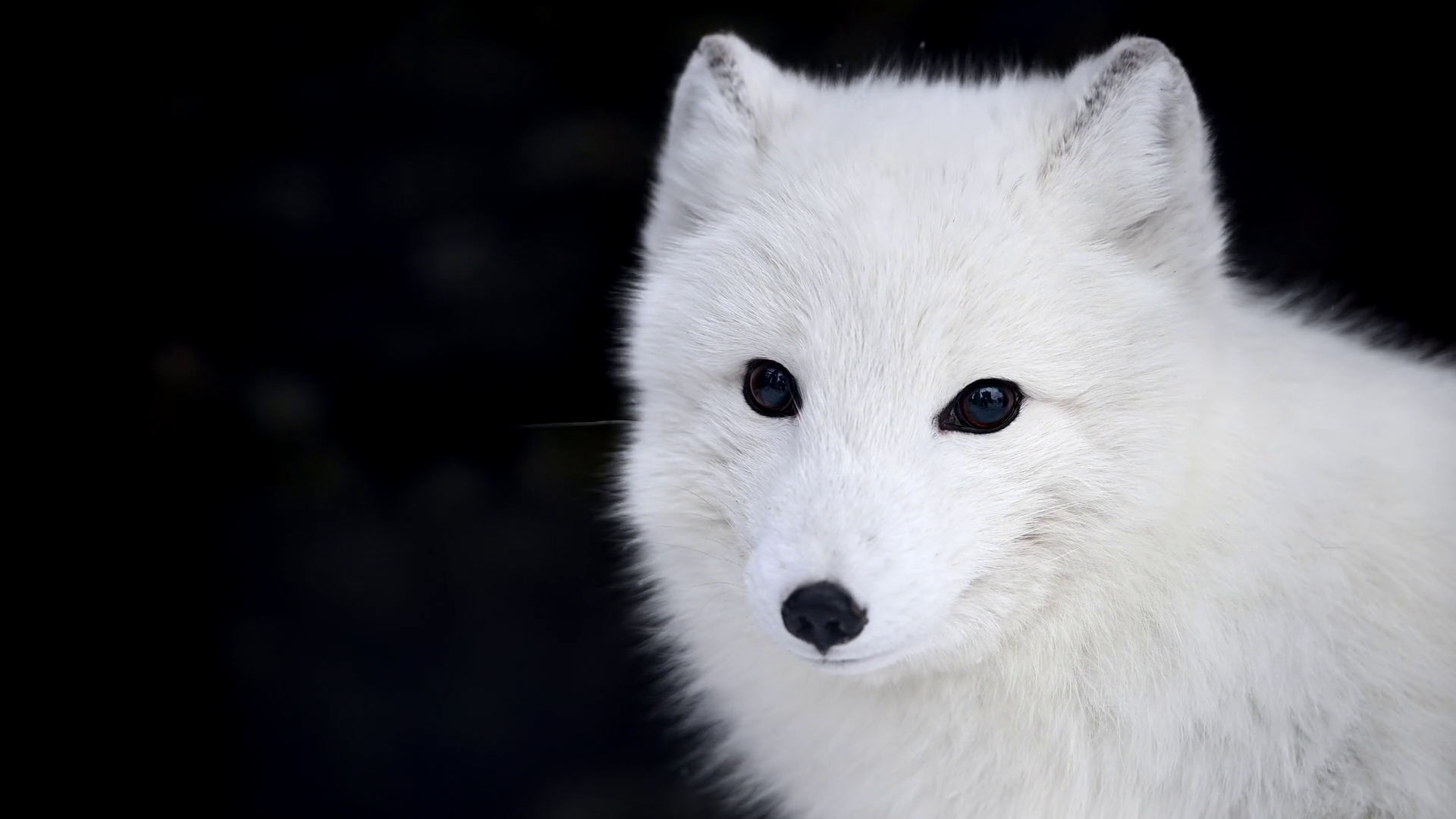 Close Up Of White Fox With Blue Eyes Polar Stock Footage SBV-351866300 ...