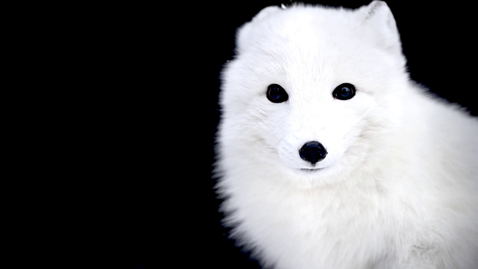 Close Up Of White Fox With Blue Eyes Polar Stock Footage SBV-351946773 ...