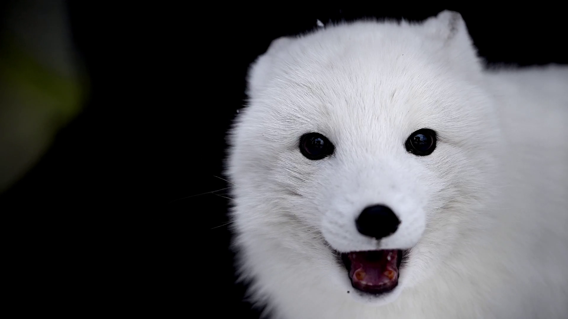 Close Up Of White Fox With Blue Eyes Polar Stock Footage SBV-351866276 ...