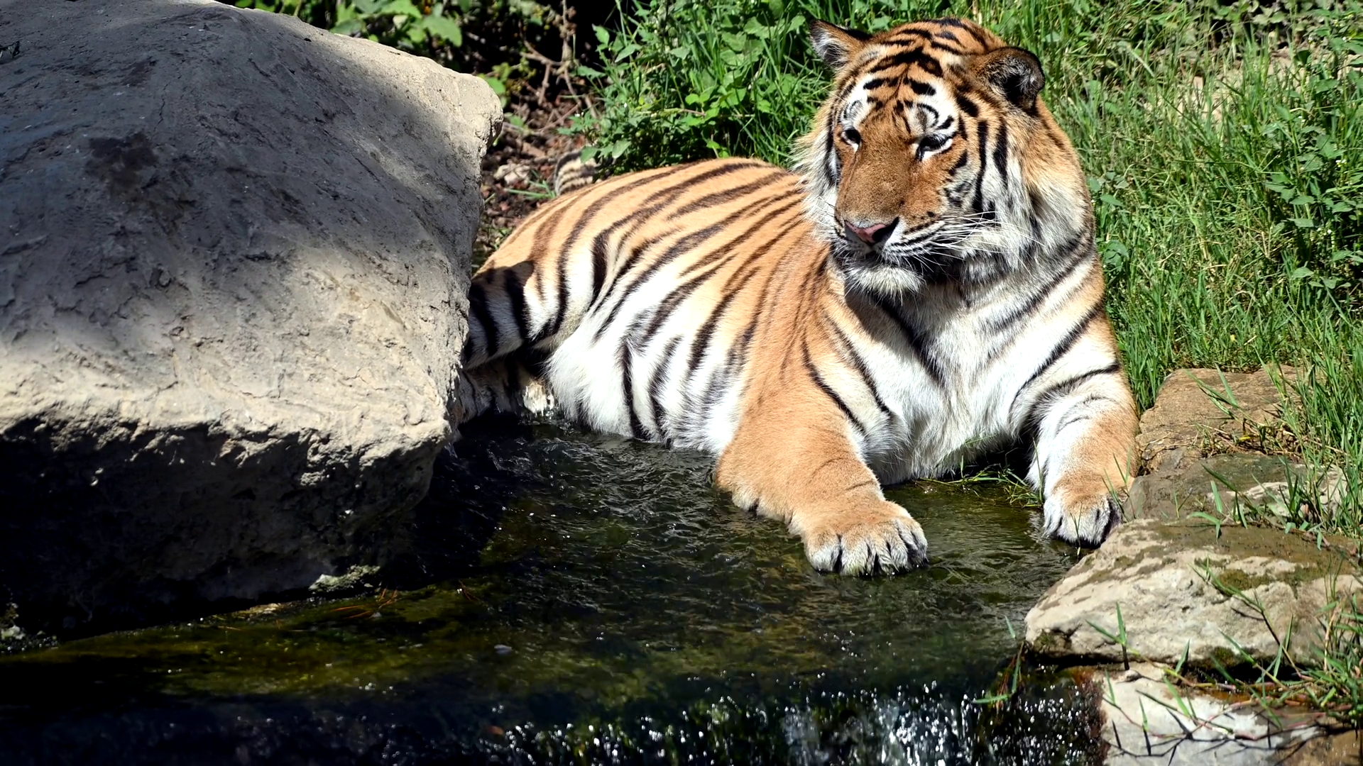 Observe Beautiful Tiger Family Relaxing Near Stock Footage SBV ...