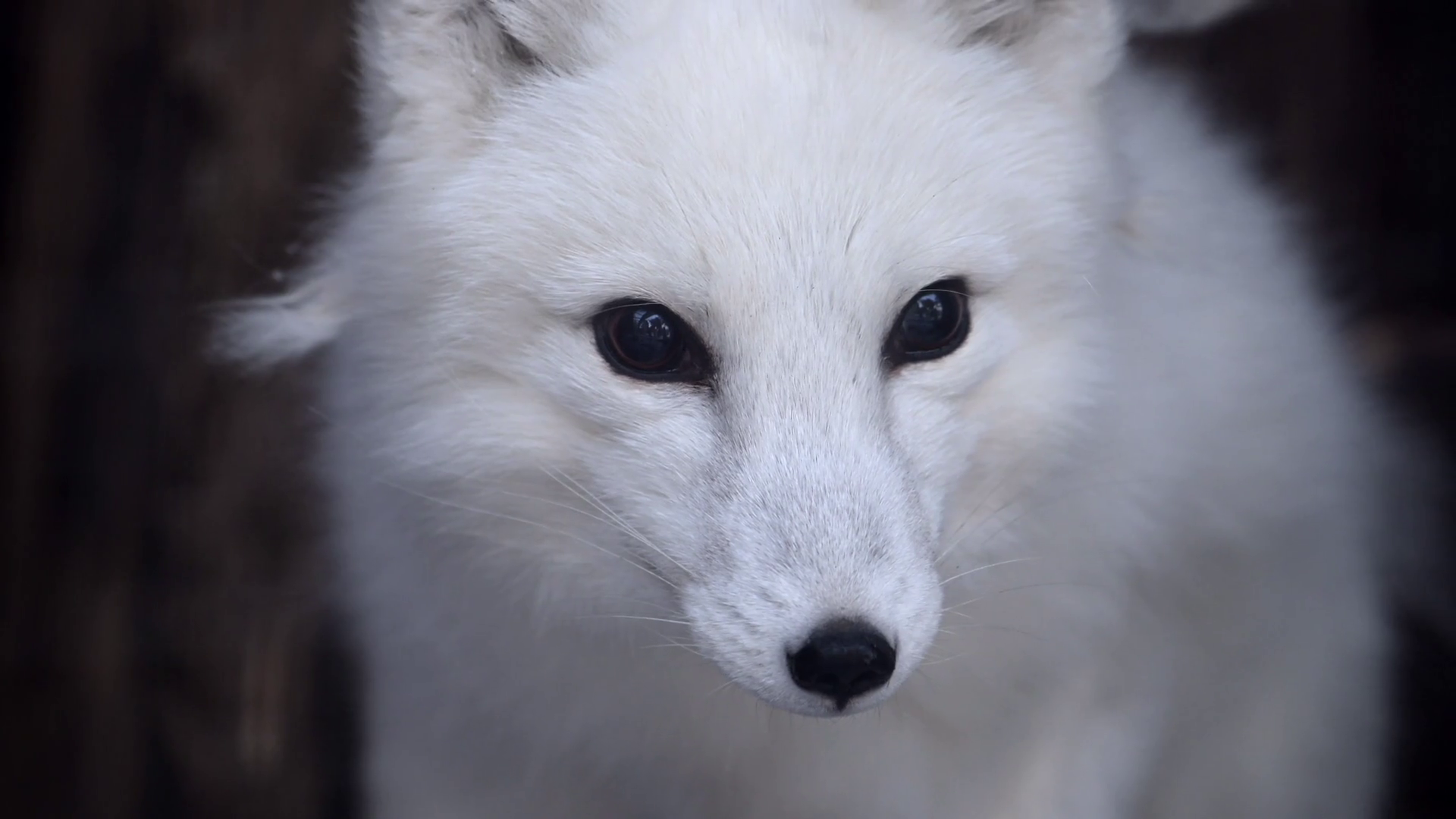 Endangered Arctic Fox With Blue Eyes In Snow Stock Footage SBV ...