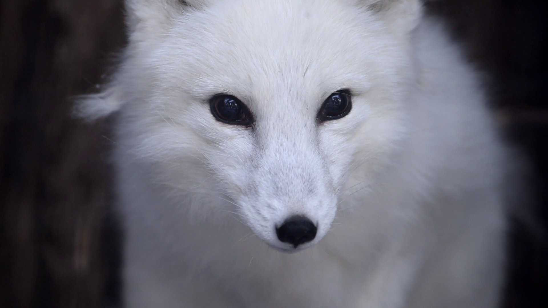 Enigmatic Arctic Fox With Blue Eyes Roams Stock Footage SBV-351989150 ...