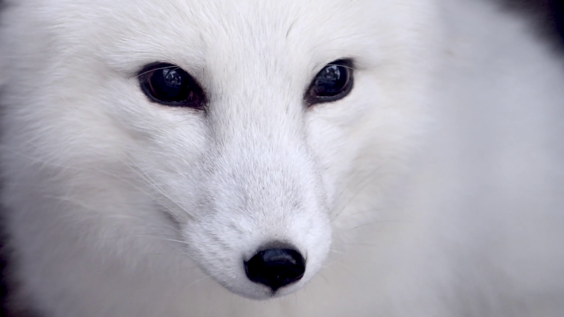 Endangered Arctic Fox With Blue Eyes Stock Footage SBV-351827134 ...