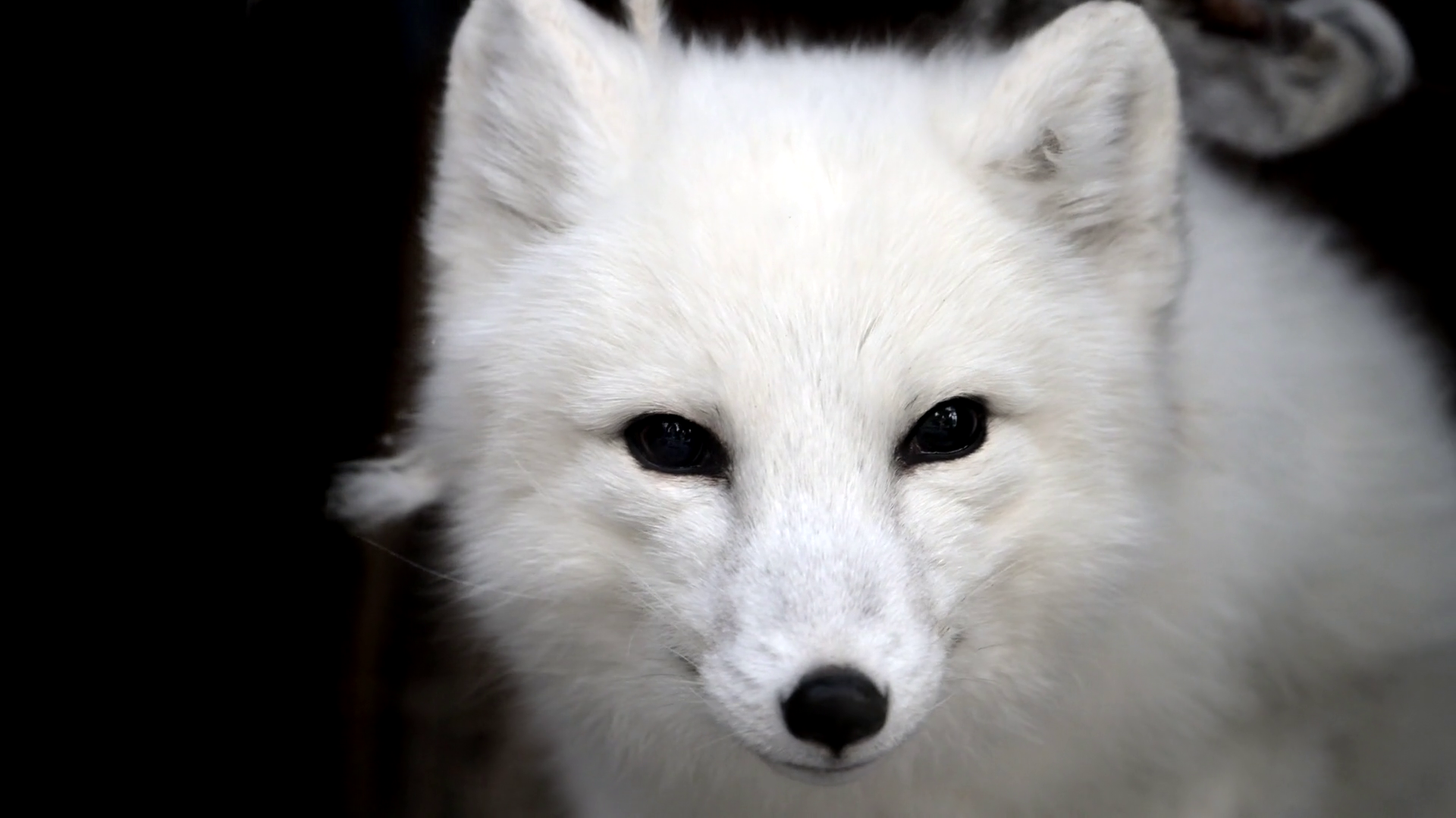 White Arctic Fox Portrait In Snowy National Stock Footage SBV-351827392 ...