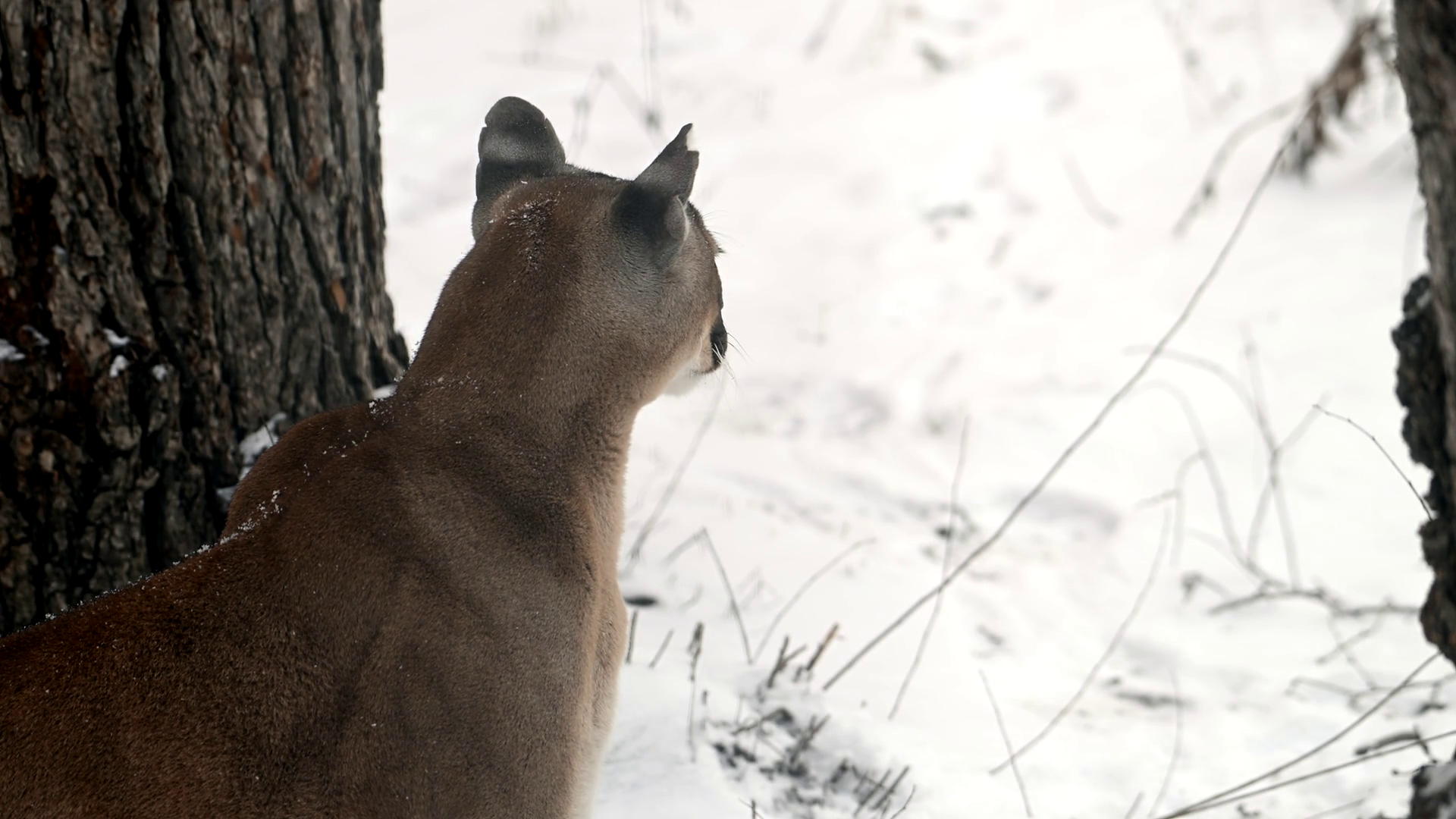 Canadian Cougar Puma Concolor Hunting In Stock Footage SBV-351991633 ...