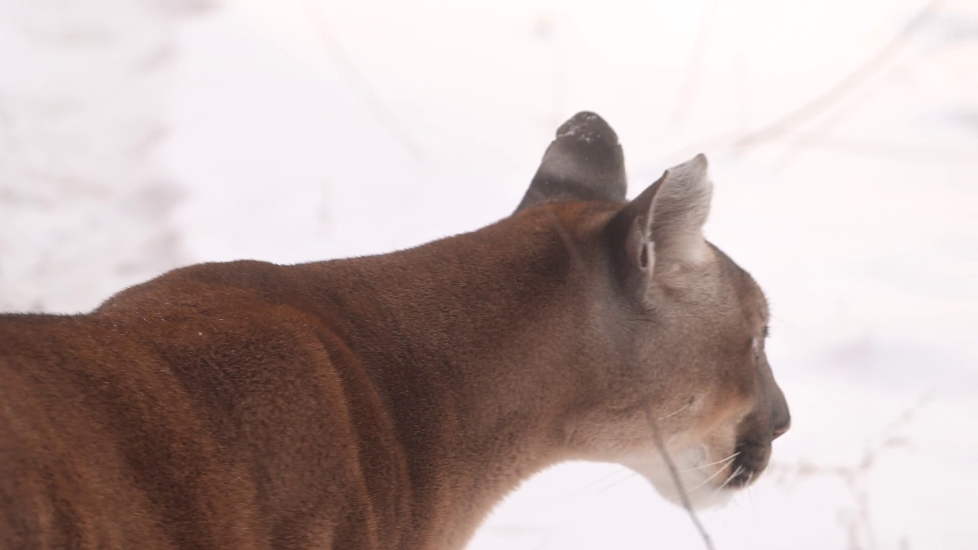 Canadian Cougar Hunts Through Snowy Forest Stock Footage SBV-351857828 ...