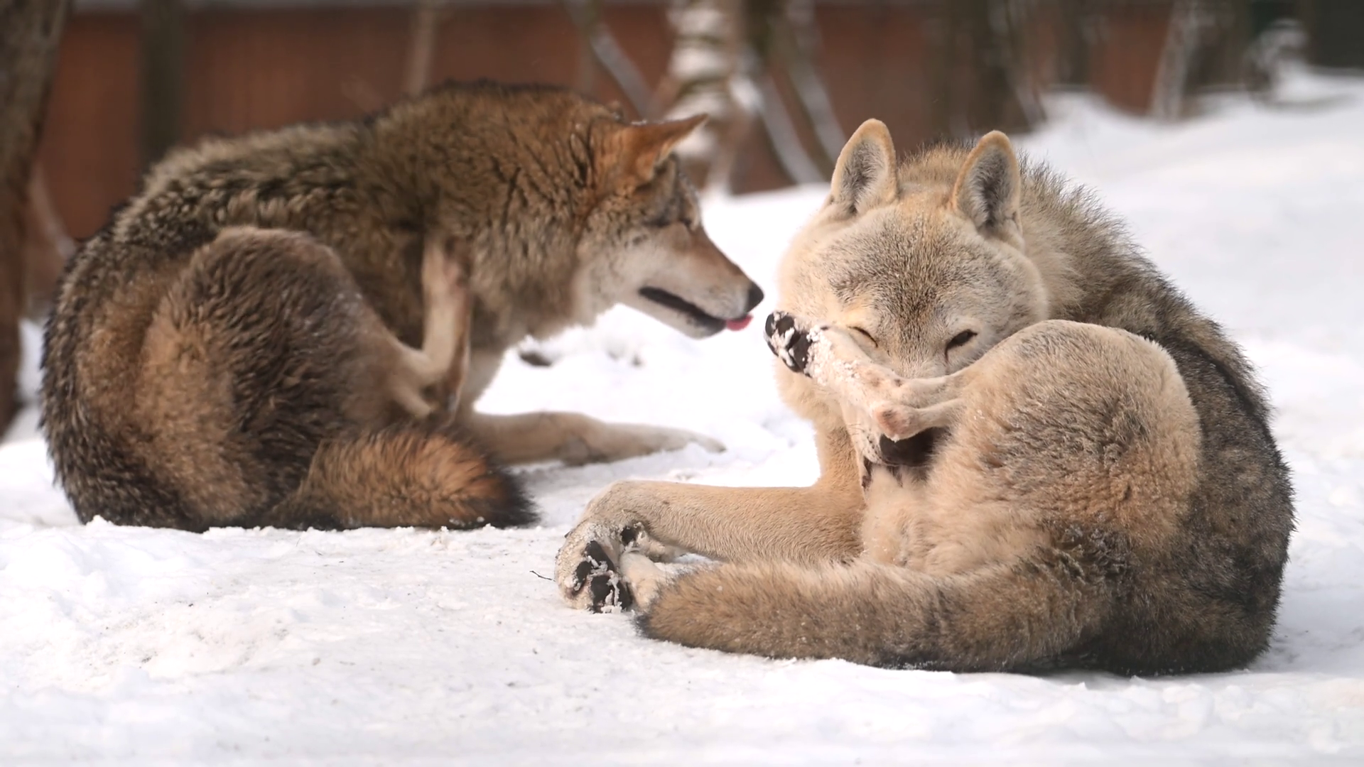 Winter Wilderness Features Pair Of Wolves In Stock Footage SBV ...