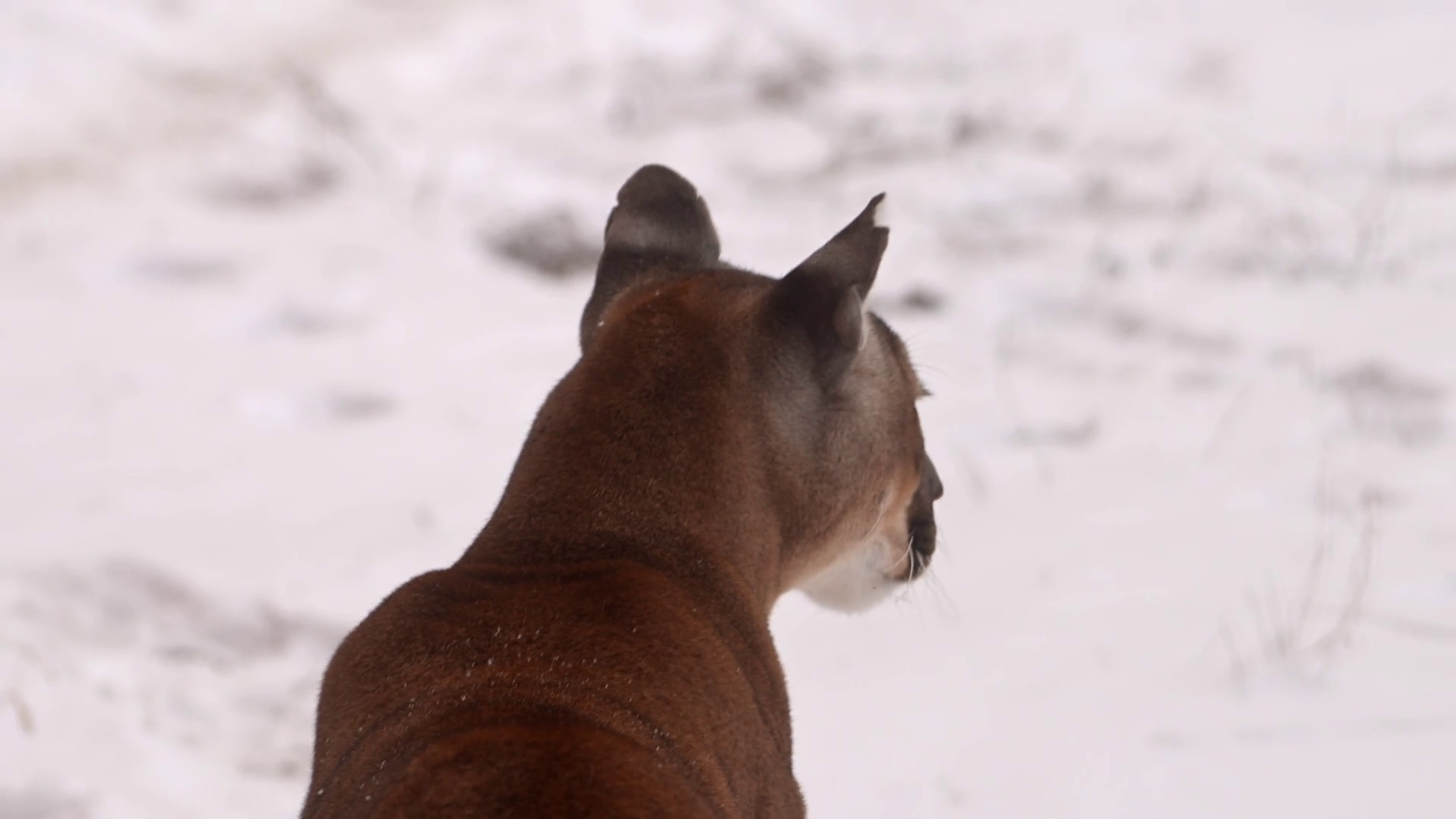 Beautiful Canadian Cougar Hunts Through Stock Footage SBV-351921886 ...