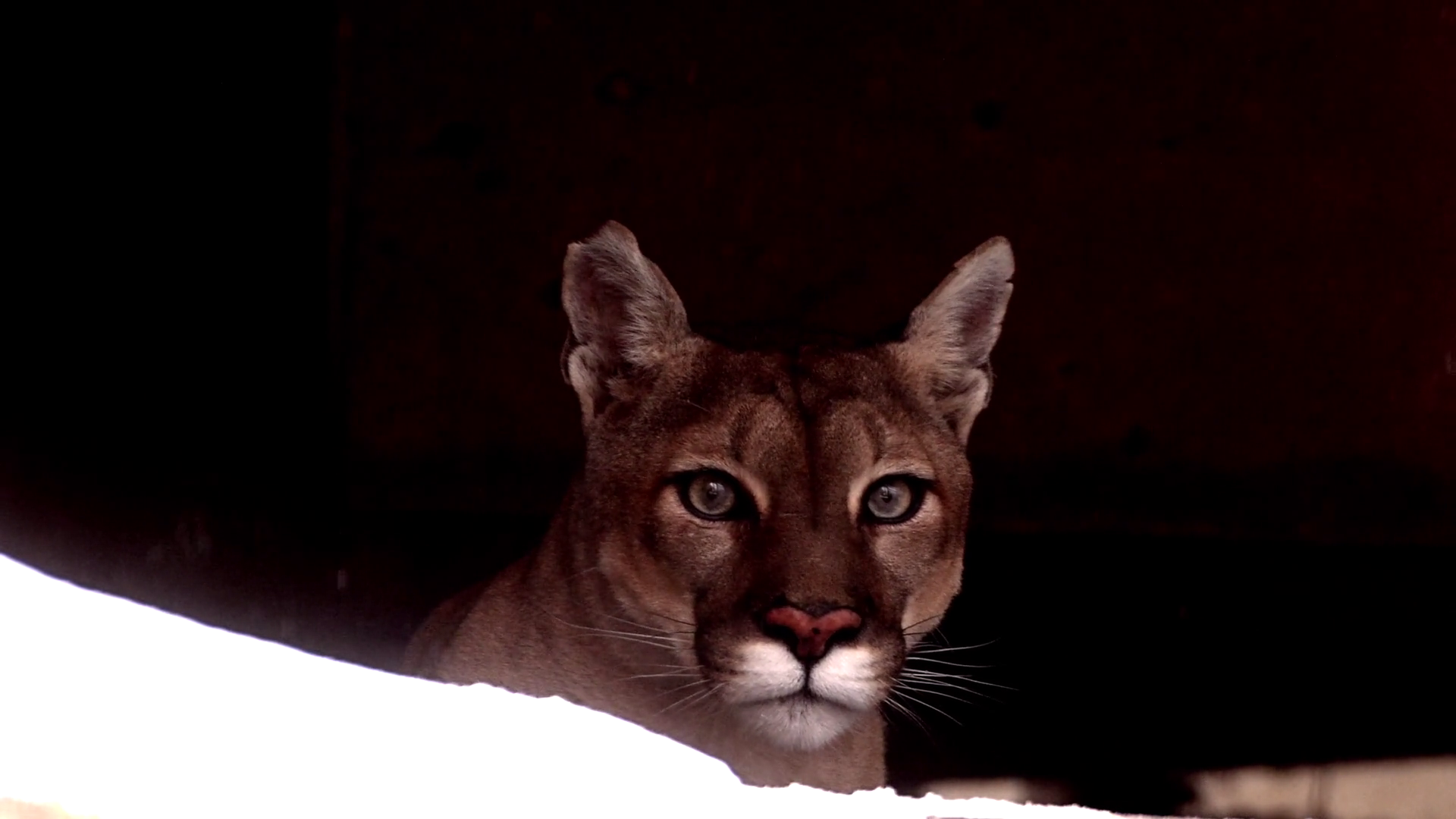 Canadian Cougar Hunts Through Winter Forest Stock Footage SBV-351956590 ...