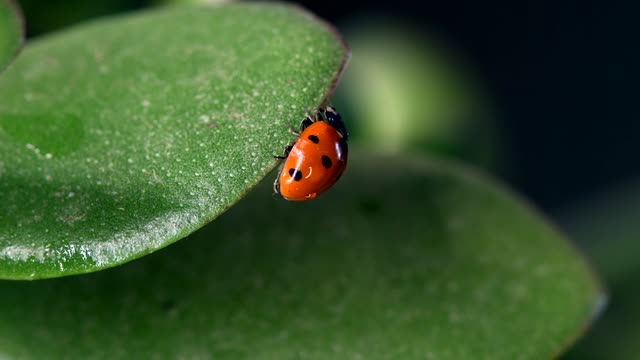 Crawling Bug Stock Footage: Royalty-Free Video Clips - Storyblocks