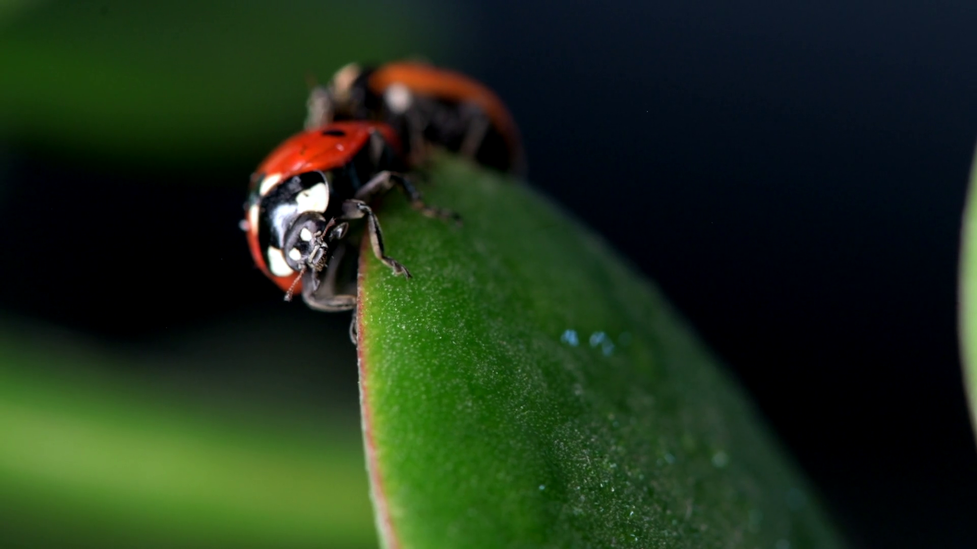 Small Red Ladybugs Explore Green With Dew Stock Footage SBV-351981926 ...