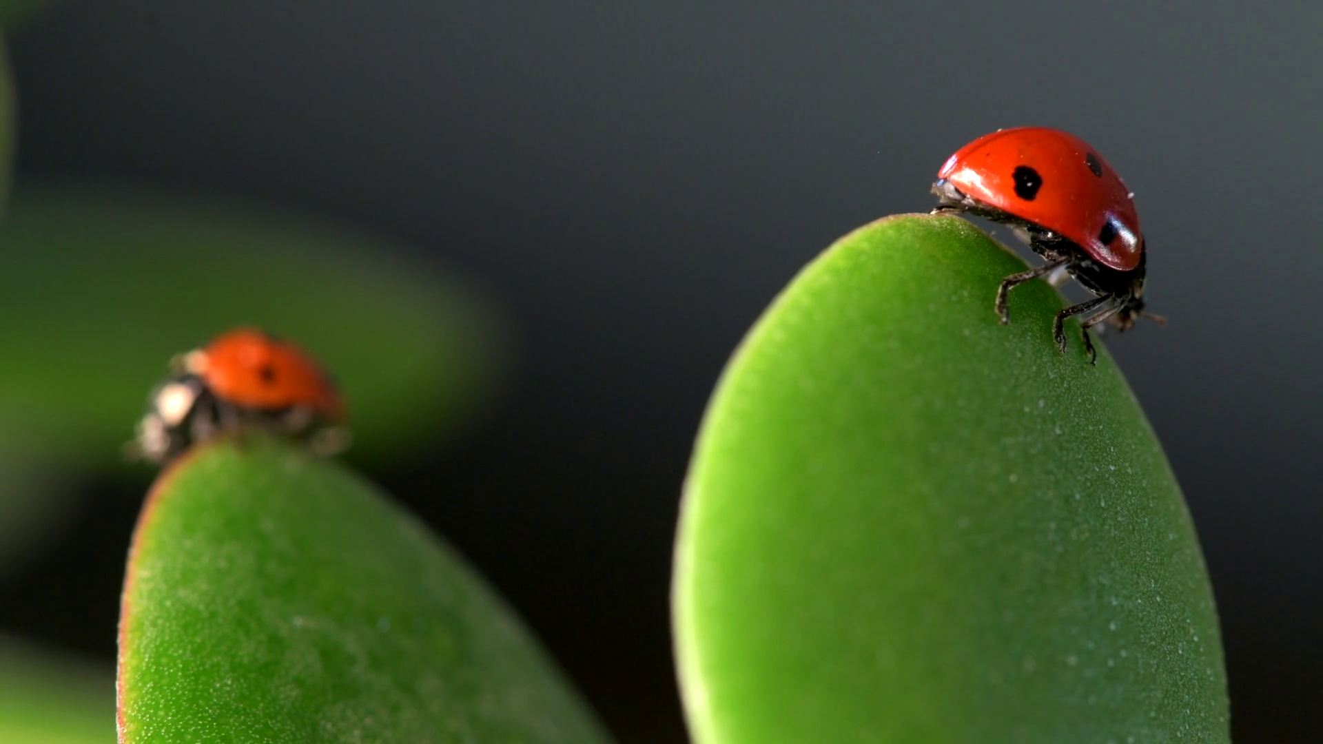 Small Red Ladybugs Explore Green Flowers Stock Footage SBV-351982574 ...