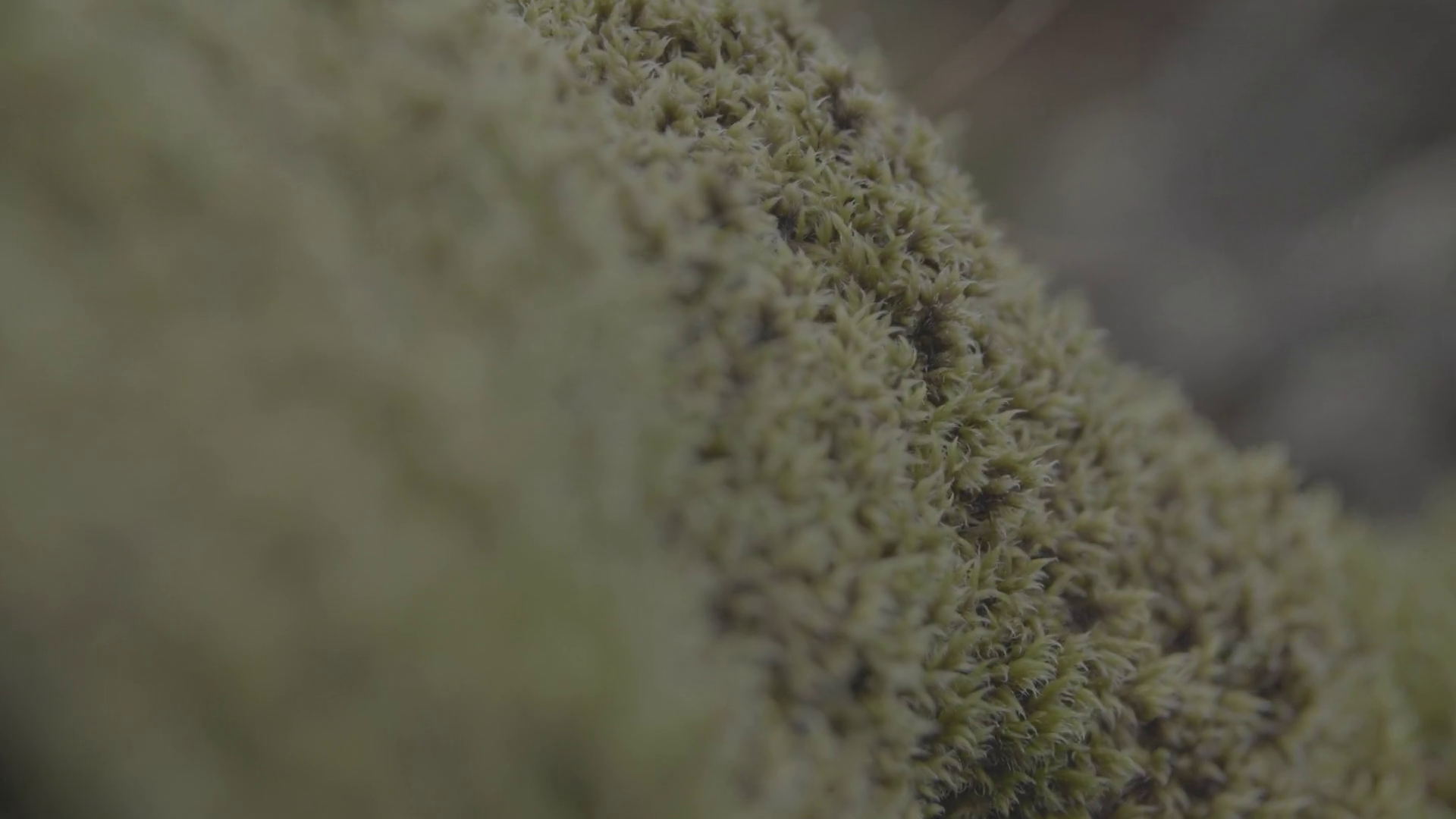 Close Up Of Moss On Cliff In Iceland Stock Footage SBV-347435040 ...