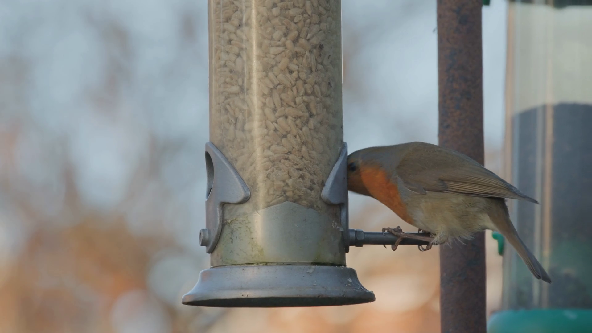 Slow Motion Of Robin Bird Landing On Feeder Stock Footage SBV-351902220 ...