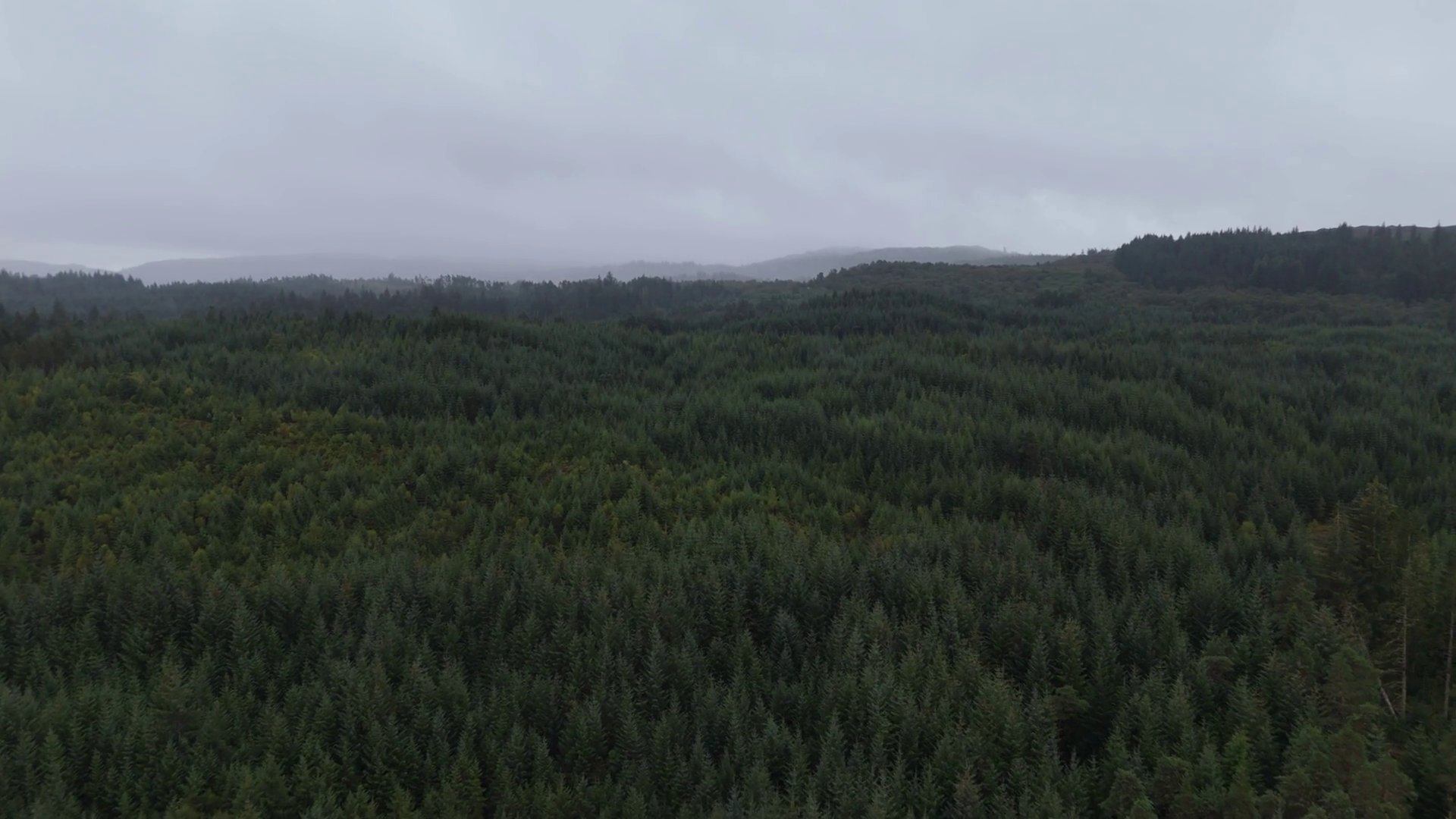 Aerial View Over Large Forest In Scotland Stock Footage SBV-351855612 ...